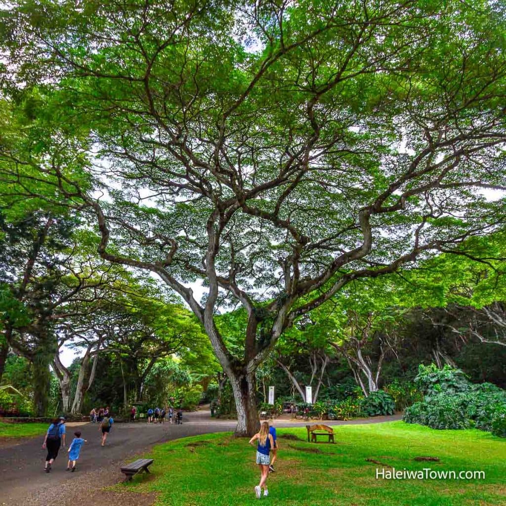 Guide to Waimea Valley, Oahu - Haleiwa Town