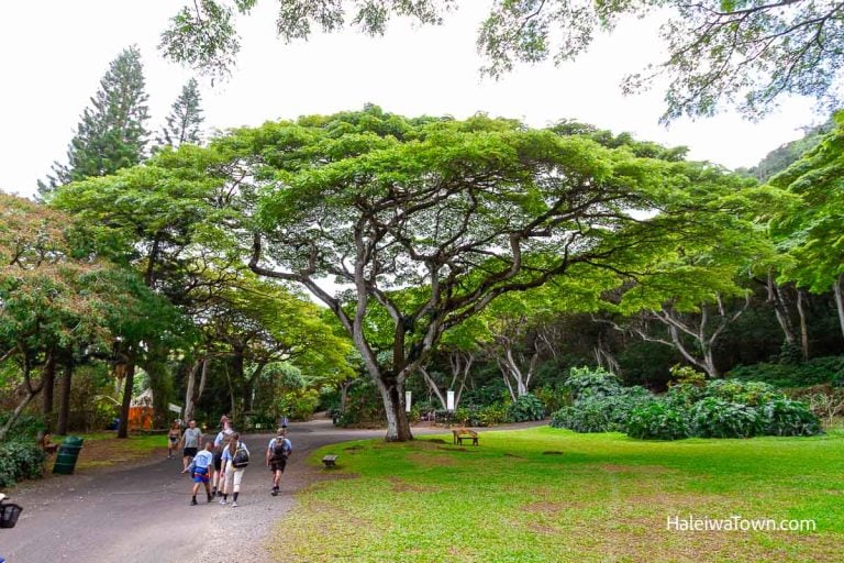 Waimea Falls Guide, Oahu (Hike, Swim, & Tips) - Haleiwa Town